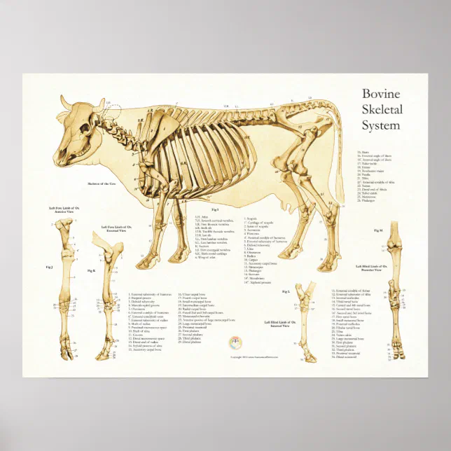 Vaca Bovina Poster de Anatomia Esquelética | Zazzle Brasil